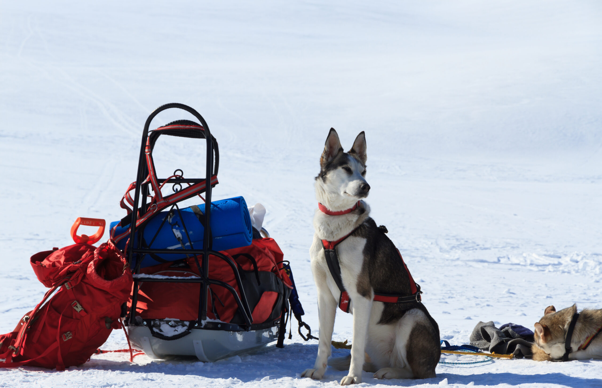 Pulka czyli pies, narty i sanie - SklepzKarmami.pl