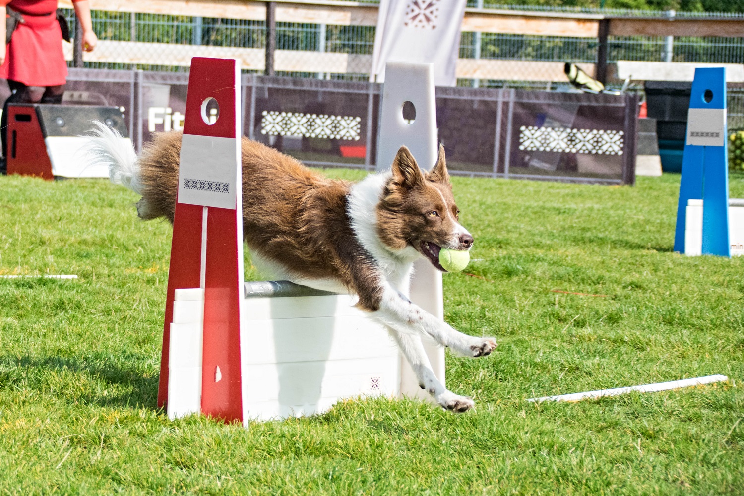 Flyball, czyli jeden z nielicznych psich sportów drużynowych ...