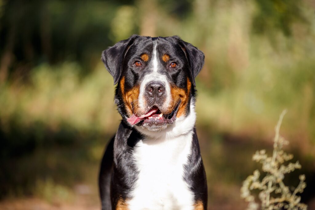 Duży Szwajcarski Pies Pasterski: Historia, Wygląd i Cechy Rasy ...