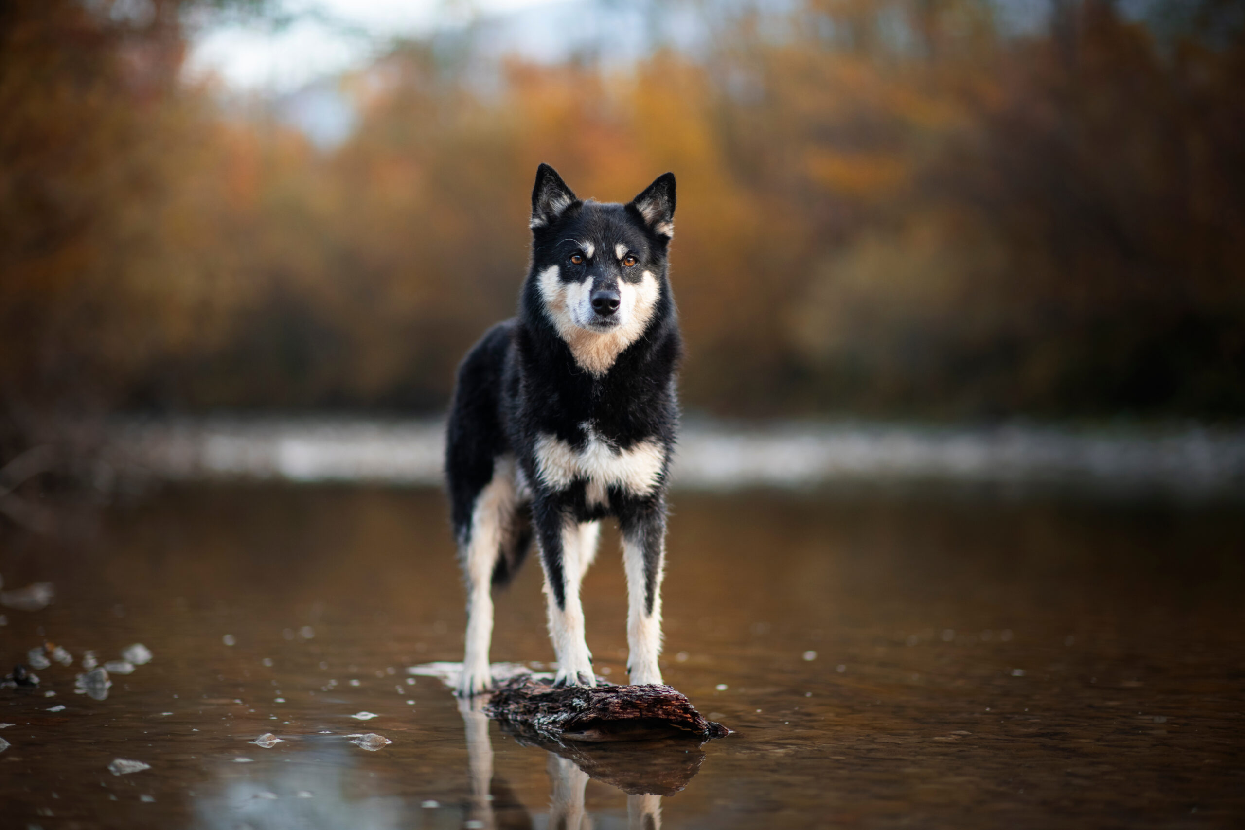 Lapinporokoira - pies pasterski świętego Mikołaja: cechy rasy ...
