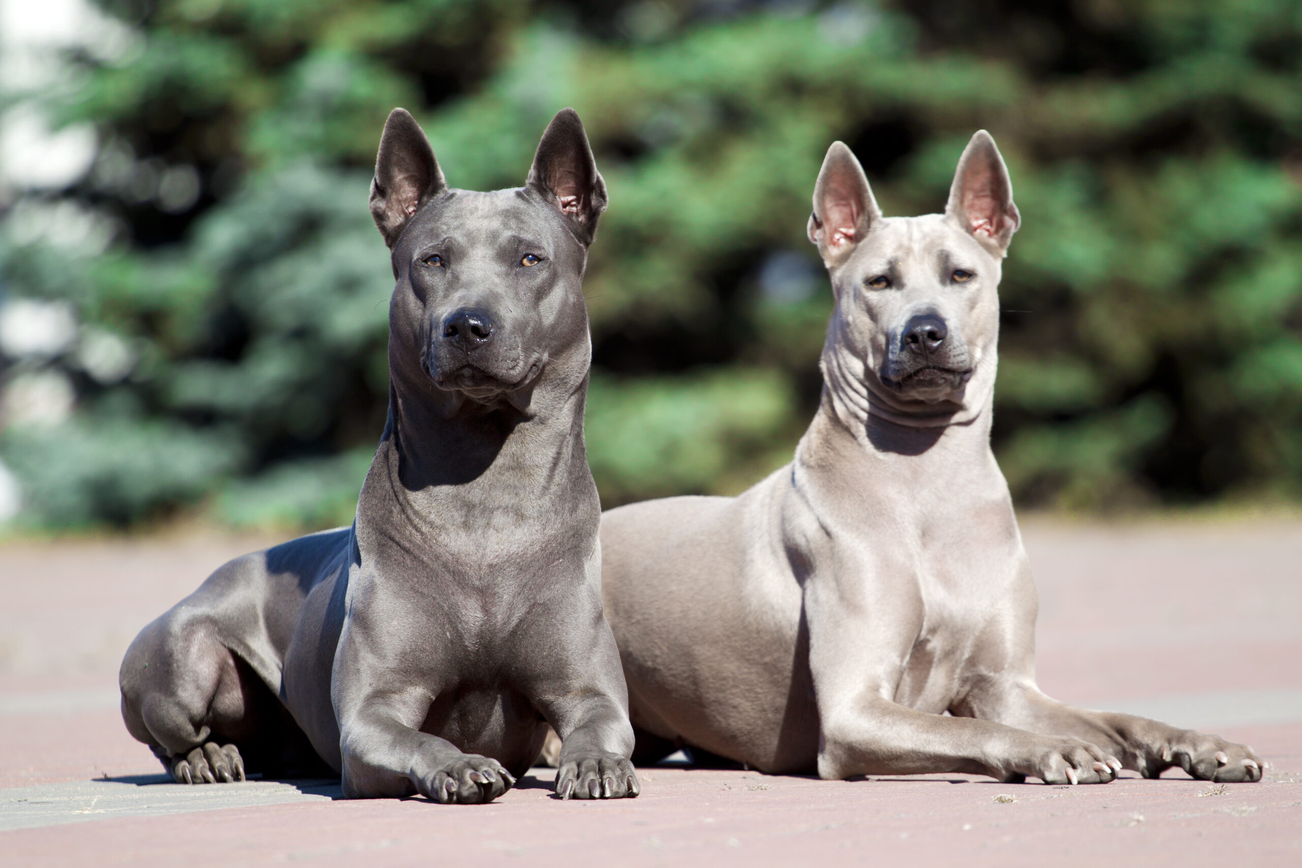 Thai ridgeback - pies z pręgą na grzbiecie - SklepzKarmami.pl